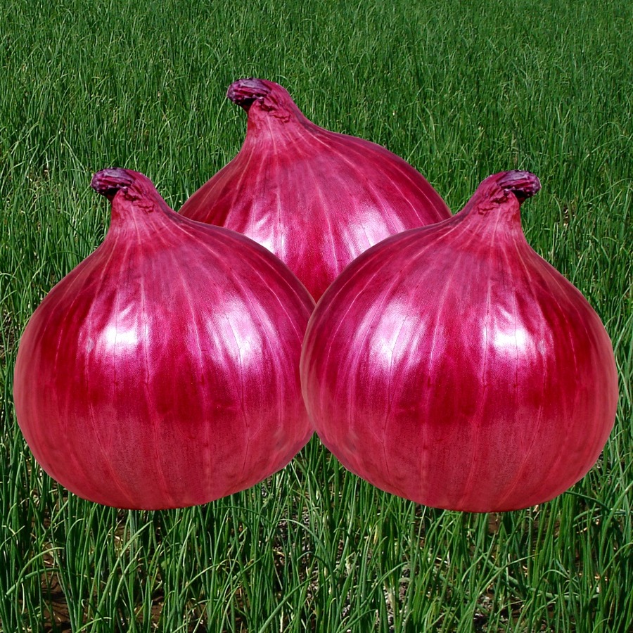 BSS 258 Red Passion F1 | Kalash Seeds