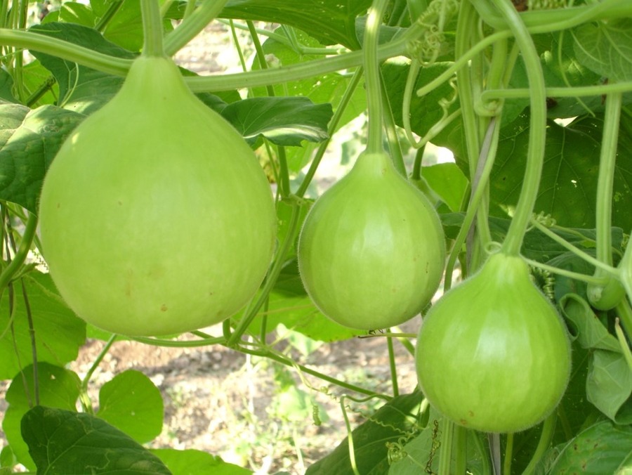Bottle Gourd | Kalash Seeds